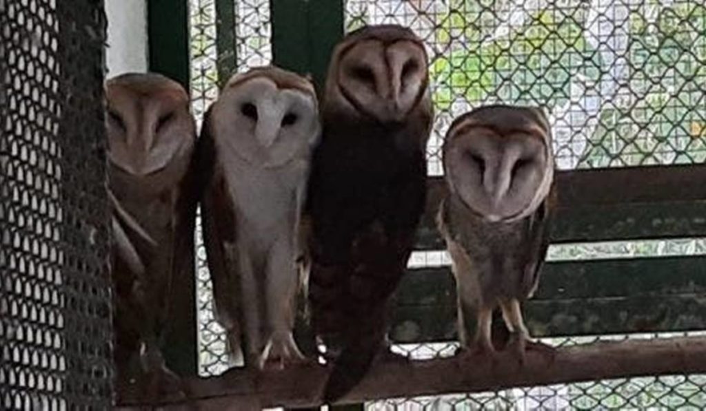 Porto Seguro: em parceria com o Ibama, GOL transporta animais ...